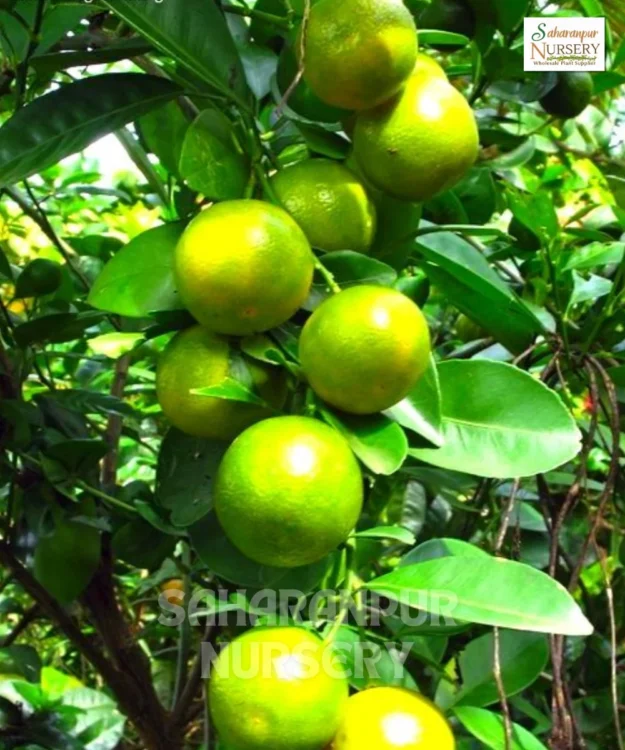 Achari Lemon Tree | Wholesale Nursery Plant Supplier