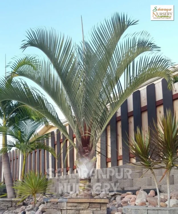 Triangle Palm Tree | Wholesale Nursery Plant Supplier